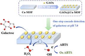 One step cascade detection of galactose based on a galactose oxidase ...
