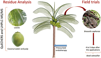 Study of insecticide translocation in coconut palm trees after using ...