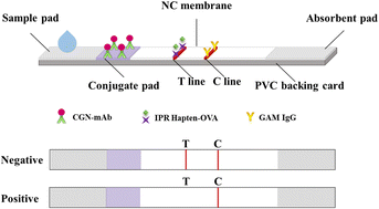 Development of a colloidal gold immunochromatographic test strip for ...