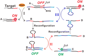 An allosteric DNA switch–mediated catalytic DNA circuit for ratiometric ...