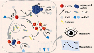 Label-free colorimetric apta-assay for detection of Escherichia coli ...