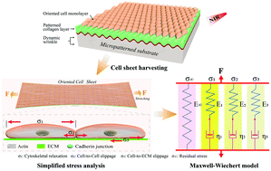 Mechanical behavior of biomimetic oriented cell sheets from a ...