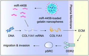 MiR-4458-loaded gelatin nanospheres target COL11A1 for DDR2/SRC ...