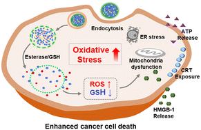 Tumor-targeting oxidative stress nanoamplifiers as anticancer ...