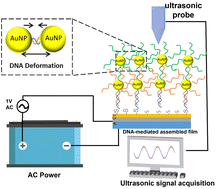 DNA-mediated assembly of a gold-nanoparticle film with controllable ...