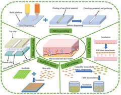 Strategies for vascularized skin models in vitro - Biomaterials Science ...