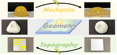 Static and photoresponsive dynamic materials to dissect physical ...