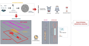 PDAC-on-chip for in vitro modeling of stromal and pancreatic cancer ...