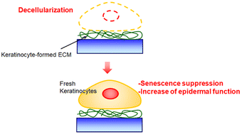 A decellularized extracellular matrix derived from keratinocytes can ...