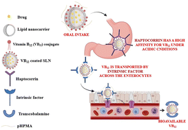 B12 Pathway