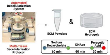 Towards a standardized multi-tissue decellularization protocol for the ...