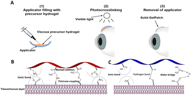 Development and optimization of an ocular hydrogel adhesive patch using ...
