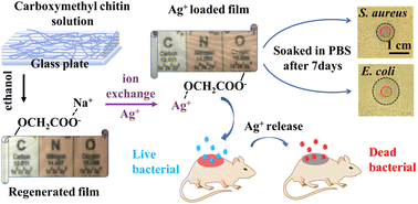 Silver loaded biodegradable carboxymethyl chitin films with long ...