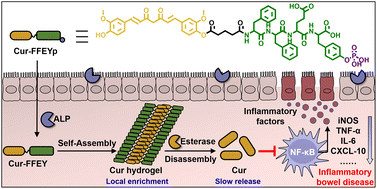 Sequential self-assembly and disassembly of curcumin hydrogel ...