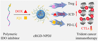 A polymeric IDO inhibitor based on poly(ethylene glycol)-b-poly(l ...