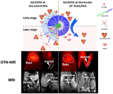 The effect of Gd-DOTA locations within PLGA-b-PEG micelle encapsulated ...