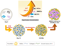 Strategy of a cell-derived extracellular matrix for the construction of ...