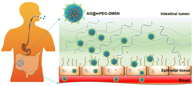 Mucus-penetrating dendritic mesoporous silica nanoparticle loading drug ...