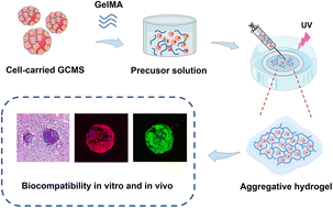 Injectable composite hydrogels encapsulating gelatin methacryloyl ...
