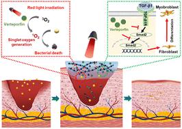 Biodegradable hydrogels with photodynamic antibacterial activity ...