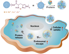 Histidine-based coordinative polymers for efficient intracellular ...