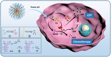 Dual-prodrug cascade activation for chemo/chemodynamic mutually ...