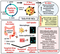 QbD-based fabrication of transferrin-anchored nanocarriers for targeted ...