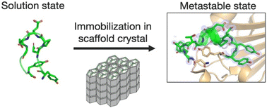 Engineering of an in-cell protein crystal for fastening a metastable ...
