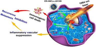 Endoplasmic reticulum-targeted NIR-II phototherapy combined with ...