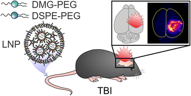 Analysis of PEG-lipid anchor length on lipid nanoparticle ...