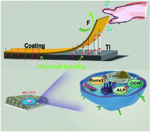 In situ titanium phosphate formation on a titanium implant as ultrahigh ...