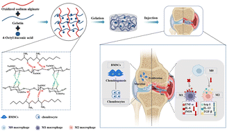 Injectable hydrogel loaded with 4-octyl itaconate enhances cartilage ...