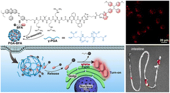 An AIEgen-based “turn-on” probe for sensing cancer cells and tiny ...