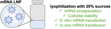 Successful batch and continuous lyophilization of mRNA LNP formulations ...
