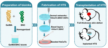 3D bioprinting of heterogeneous tissue-engineered skin containing human ...