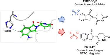 Cereblon covalent modulation through structure-based design of ...