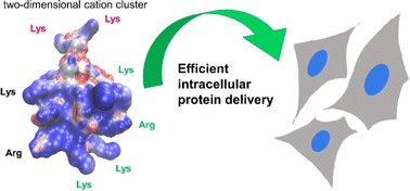 Importance of two-dimensional cation clusters induced by protein ...