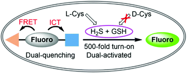Rational design of a dual-reactive probe for imaging the biogenesis of ...