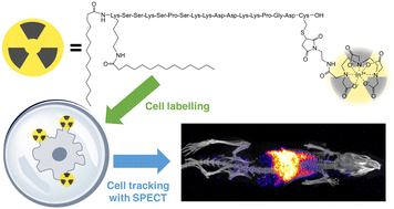 An indium-111-labelled membrane-targeted peptide for cell tracking with ...