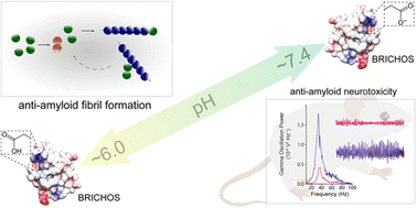 Abilities of the BRICHOS domain to prevent neurotoxicity and fibril ...