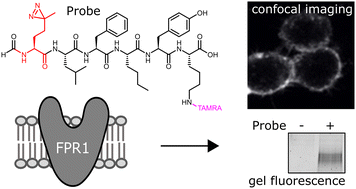 A fluorescent photoaffinity probe for formyl peptide receptor 1 ...