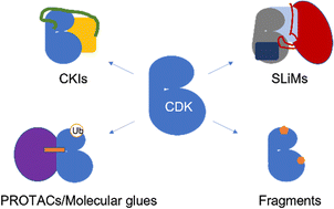 Emerging approaches to CDK inhibitor development, a structural ...