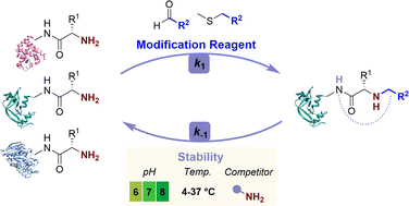 Selectivity and stability of N-terminal targeting protein modification ...