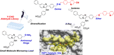 Identification of multidentate tyrosyl-DNA phosphodiesterase 1 (TDP1 ...