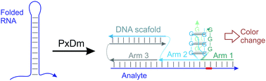 DNA nanomachine for visual detection of structured RNA and double ...