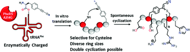 Spontaneous, co-translational peptide macrocyclization using p ...