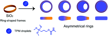 Asymmetrical ring-shaped colloidal particles for self-assembly and ...