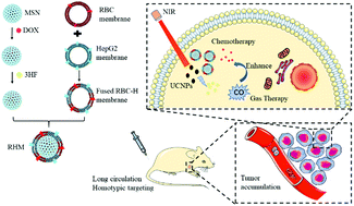 Cancer cell membrane targeting and red light-triggered carbon monoxide ...