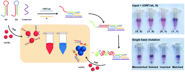 Colorimetric detection of RNA fragments based on associated toehold ...