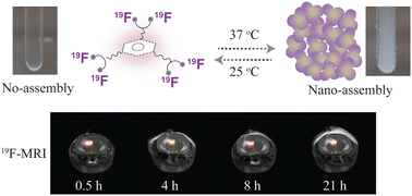 Self-assembly of an MRI responsive agent under physiological conditions ...
